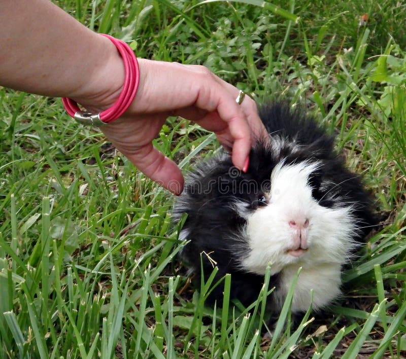 Kawia immagine stock. Immagine di domestico, erba, nero - 87392697