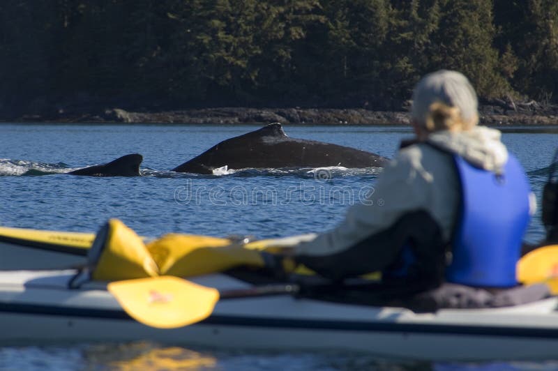 Humpback whale and kayak stock photo. Image of america - 2353664