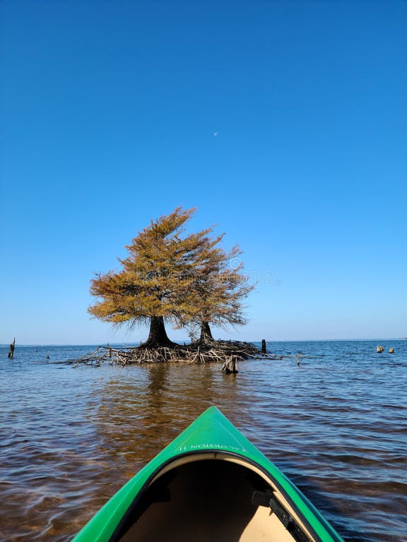 Kayak Tree Island stock photo. Image of island, kayak - 203919730