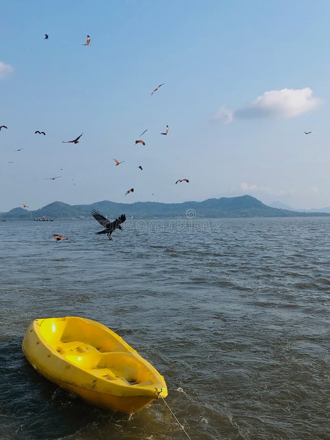 Kayaking on a River. Beautiful Morning Landscape with Bird on Sky Stock ...