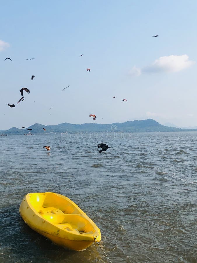 Kayaking on a River. Beautiful Morning Landscape with Bird on Sky Stock ...