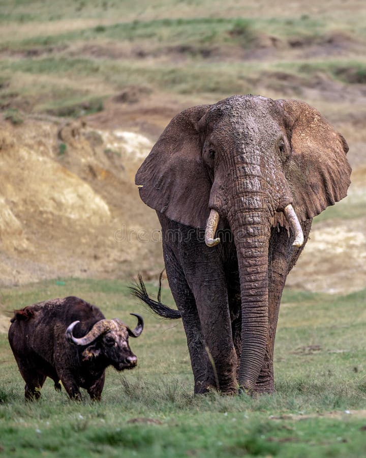 Kazinga Channel Elephant Compared with Buffalo Stock Image - Image of ...