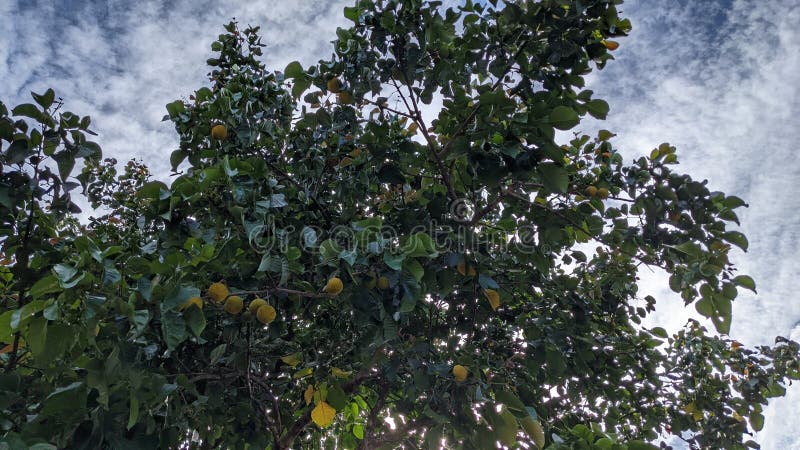 Kcapi Tree Stock Photos - Free & Royalty-Free Stock Photos from Dreamstime