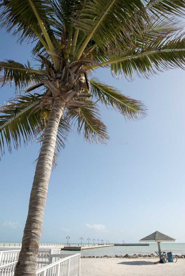 Key West Town Palm Tree stock photo. Image of tree, florida - 161597608