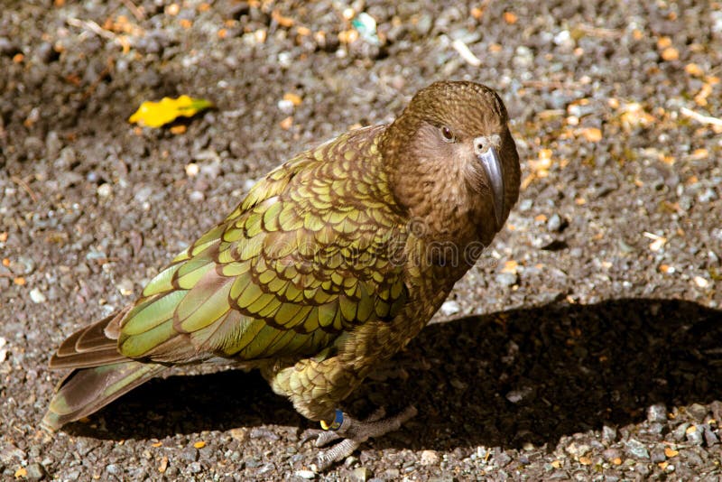 Kea stock photo. Image of feather, windy, beak, exotic - 82854858