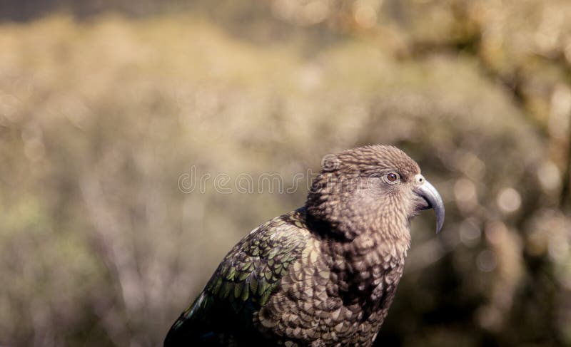 Kea stock image. Image of flight, brown, feathers, portrait - 82855155
