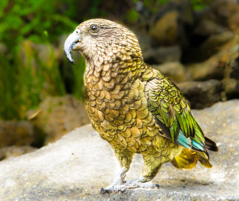 Tui bird stock image. Image of tree, feather, beak, zealand - 58686555