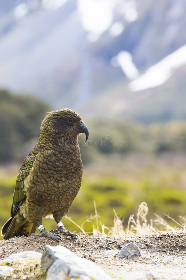 Kea Bird in New Zealand Wilderness Stock Photo - Image of feather ...