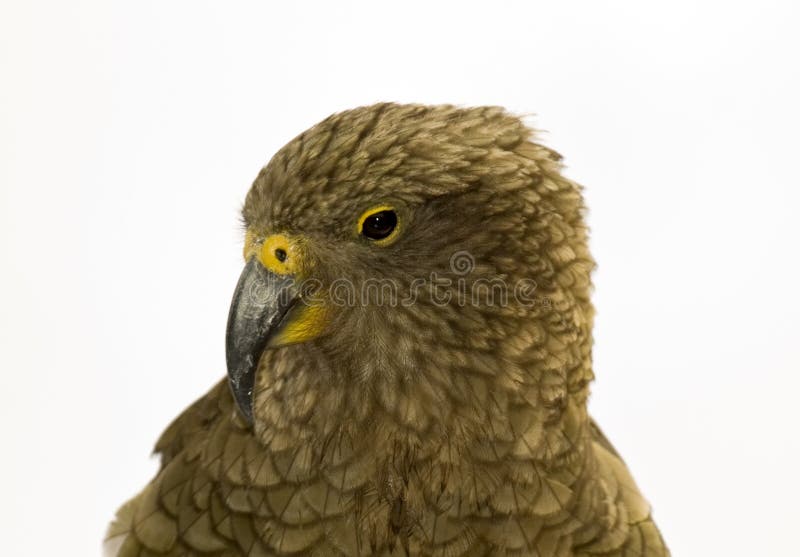 Kea close up stock image. Image of island, feather, mountain - 5045191