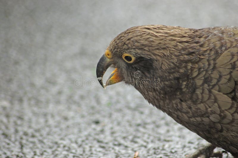Kea eating crumbs stock photo. Image of alpine, feathers - 5977352