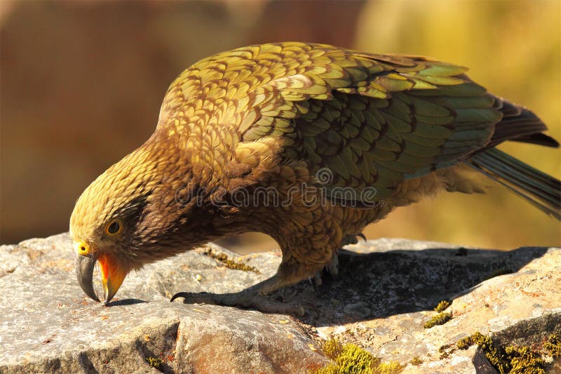 Kea Feeding stockbild. Bild von nestor, endemisch, sorte - 41427739