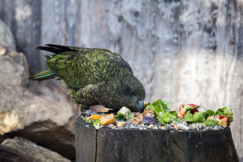 Kea Nestor Notabilis Sitting on Tree Trunk Eating Vegetables Stock ...