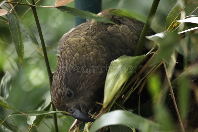 Kea (Nestor notabilis). stock photo. Image of aves, wildlife - 56311802