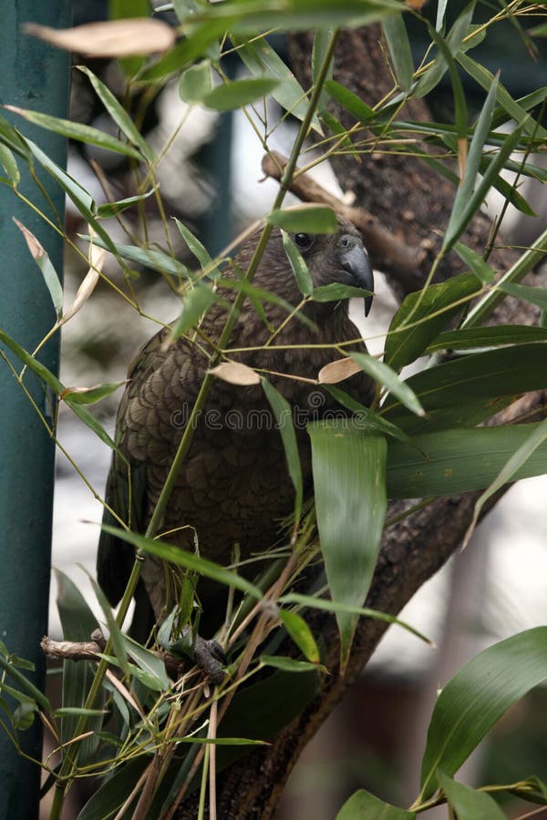 Kea (Nestor notabilis). stock photo. Image of zeland - 56357680