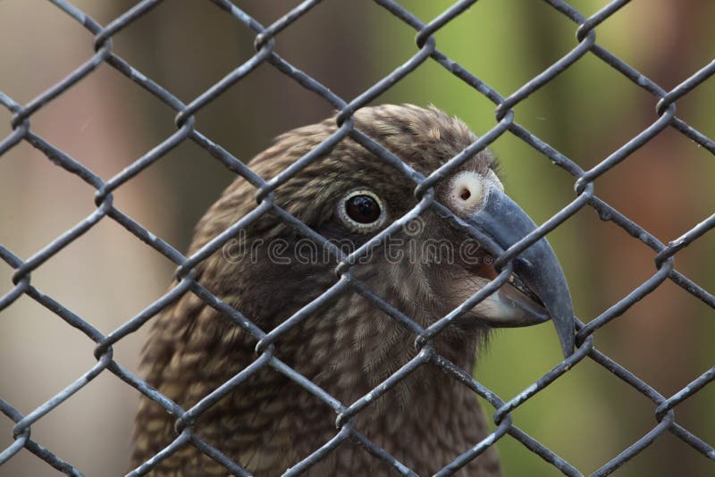Kea (Nestor notabilis). stock image. Image of inside - 69970269