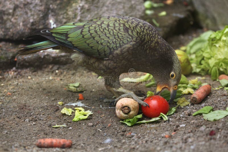 Kea (Nestor notabilis). stock photo. Image of food, tomato - 56542448