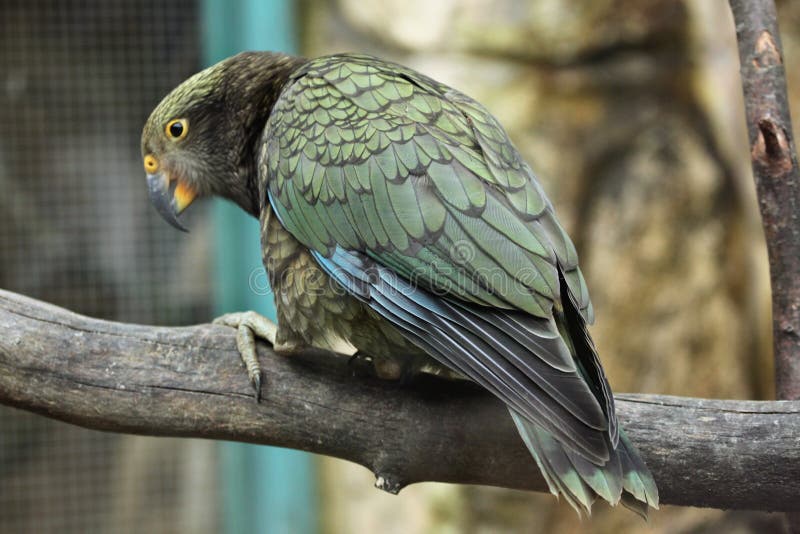 Kea (Nestor notabilis). stock image. Image of island - 56643281