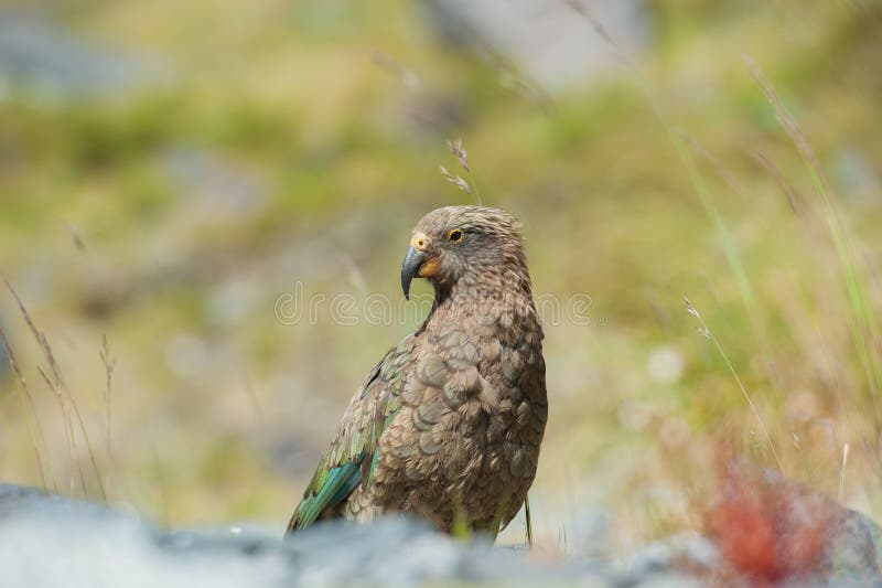 Kea, New Zealand Native Bird Stock Image - Image of bird, mountains ...
