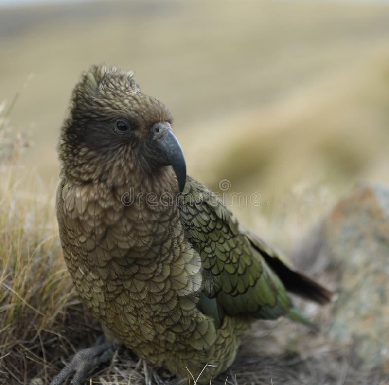 Kea in New Zealand stock photo. Image of omnivorous - 184384698