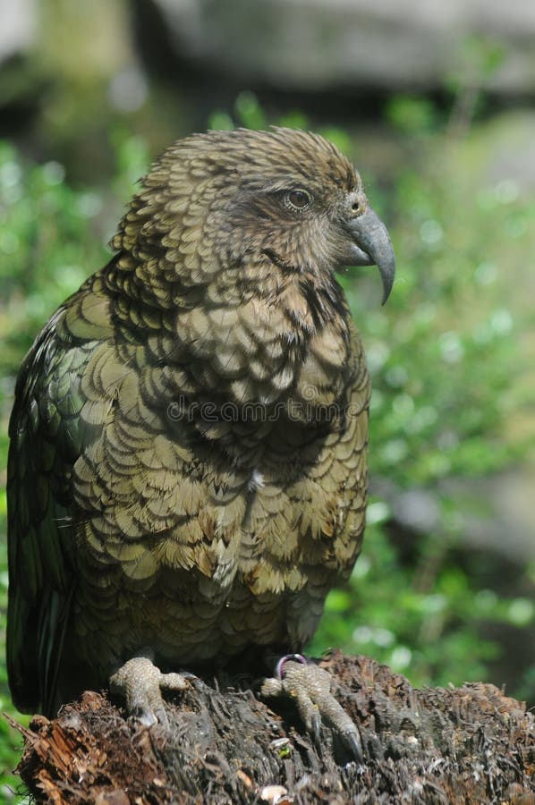 Kea parrot stock image. Image of green, feathers, parrot - 14043165