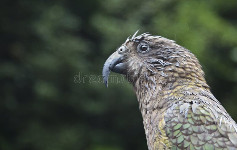 Blue-naped Amazon Parrot stock photo. Image of bird, feather - 7201940