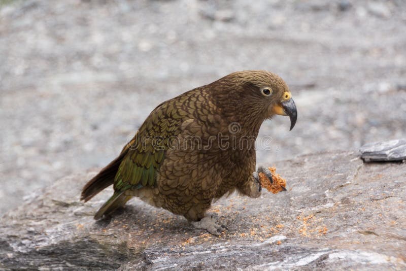 Kea Parrot stock photo. Image of feed, parrot, notabilis - 54682318