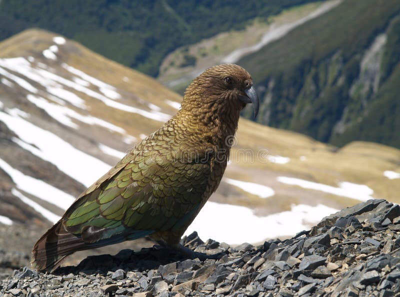 Mountain kea parrot stock photo. Image of blue, feather - 22850246