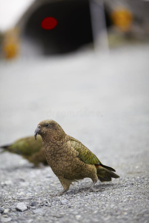 Kea parrot in the wild stock photo. Image of parrot, diet - 15378842