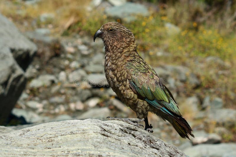 Kea resting on rock stock photo. Image of intelligent - 48434974