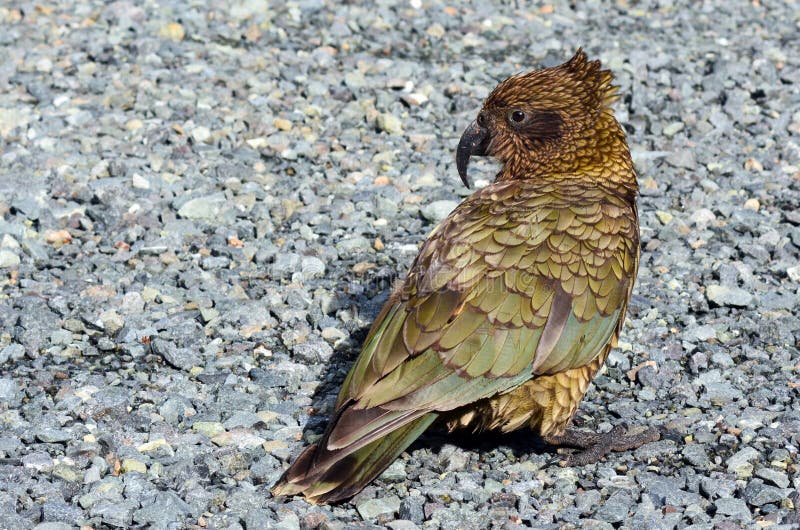 Wild Lebende Tiere NZ NZL Kea - Neuseelands Stockfoto - Bild von tier ...