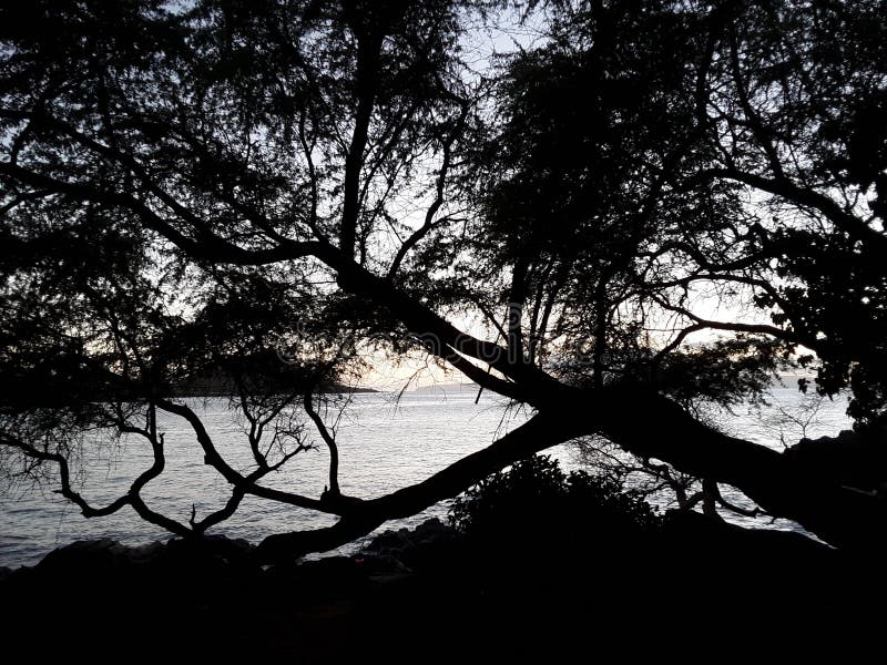 Keawe tree stock image. Image of south, landing, kihei - 136860671