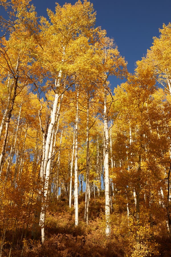 Kebler Pass Colorado Fall on the Pass Stock Image - Image of tree ...