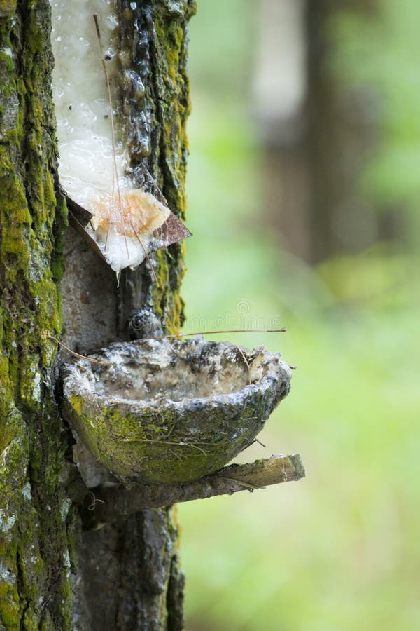 Tree Sap Stock Photos - Download 5,505 Royalty Free Photos