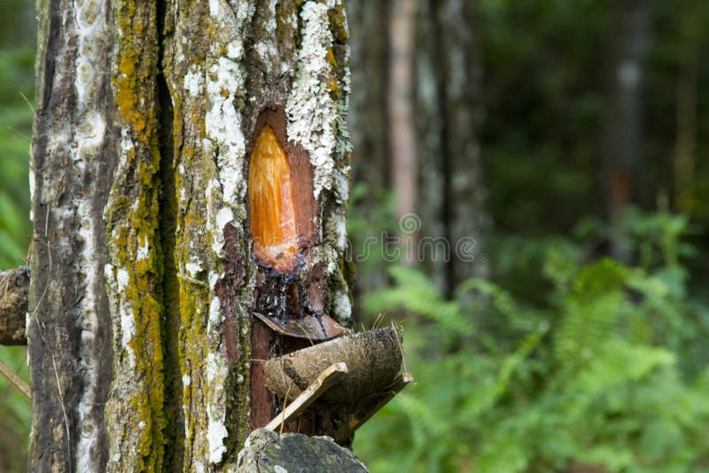 KEBUMEN - the Traditional Pine Tree Sap Collection Process Stock Image ...