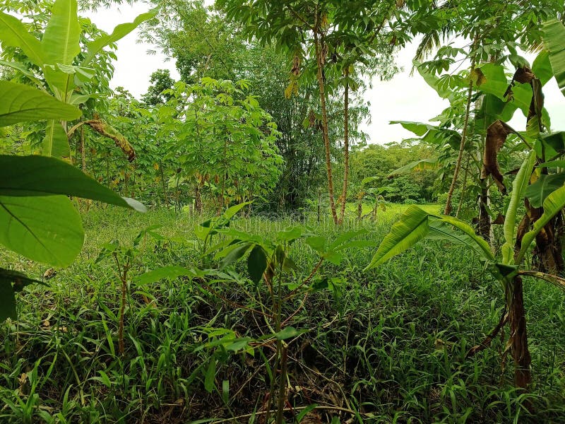Kebun atok dalang stock image. Image of garden, flower - 276645375