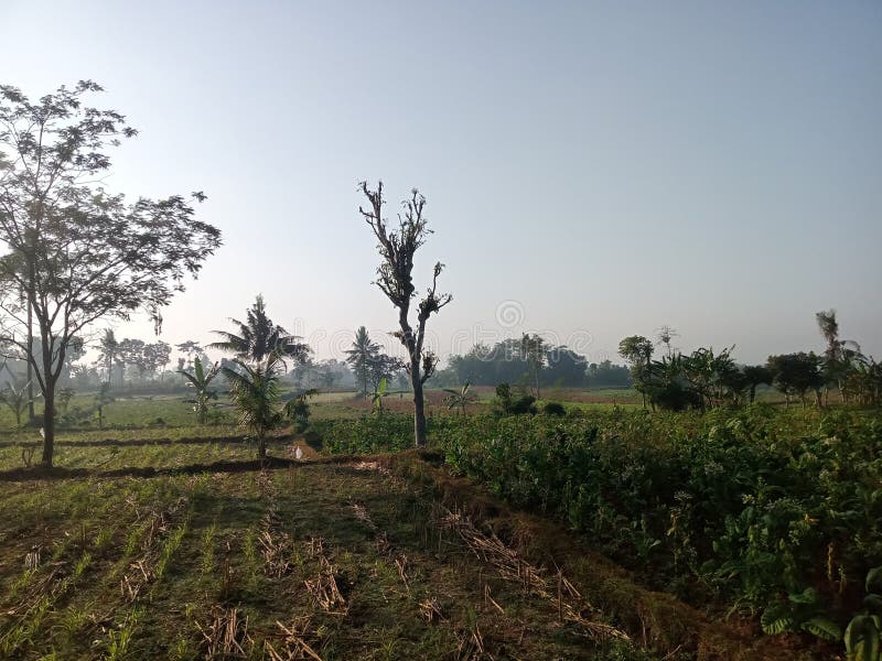 Kebun Krajan Bintoro Tanahnya Kering Stock Photo - Image of bintoro ...