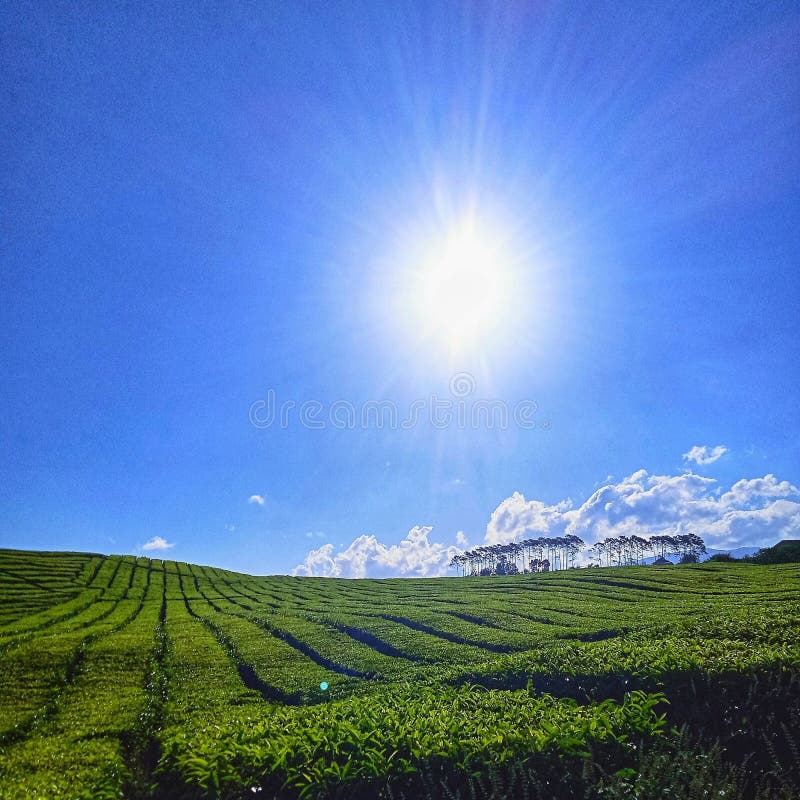 Sumatra Tea& X27;s Garden Stock Photo - Image of indonesia, kebun ...
