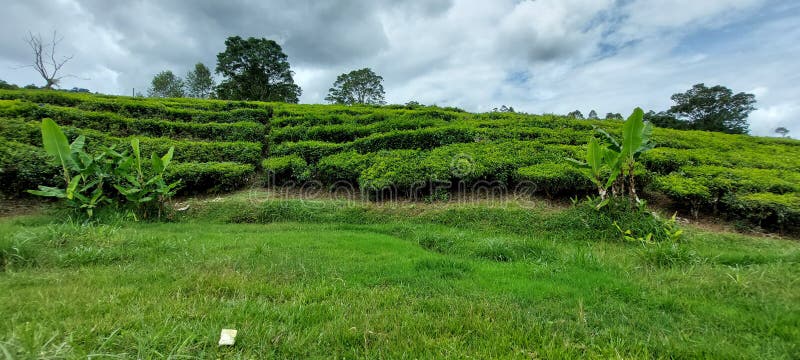 Tea Garden in Pangalengan West Java Stock Image - Image of landscape ...