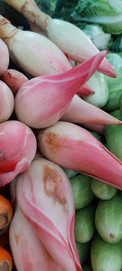 Kecombrang Flower Stock Photos - Free & Royalty-Free Stock Photos from ...