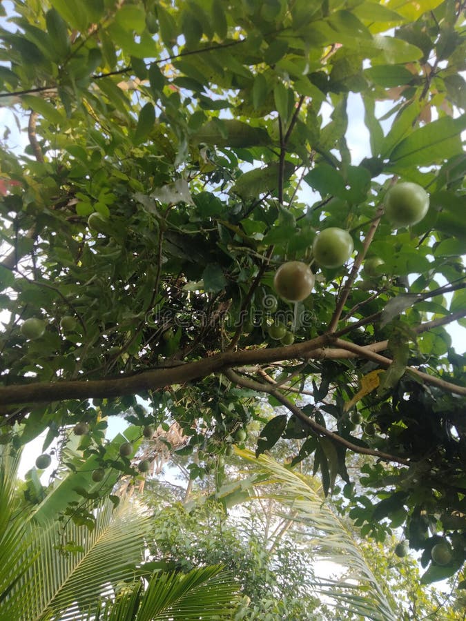 This is kecubung stock image. Image of produce, shrub - 269070753