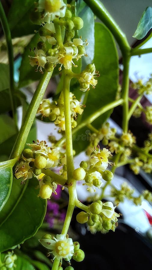 Kedondong fruit flower stock photo. Image of plant, branch - 301660678