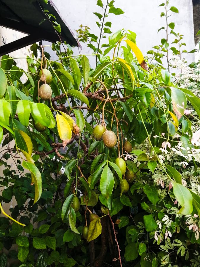 Kedondong Fruit Tree is Bearing Fruit Stock Photo - Image of frangipani ...
