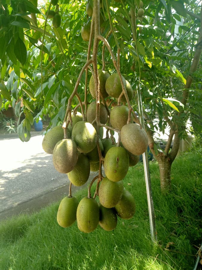 Kedondong Fruit Thrives in the Yard Stock Photo - Image of evergreen ... Kedondong Fruit Thrives in the Yard Stock Photo - Image of evergreen ...
