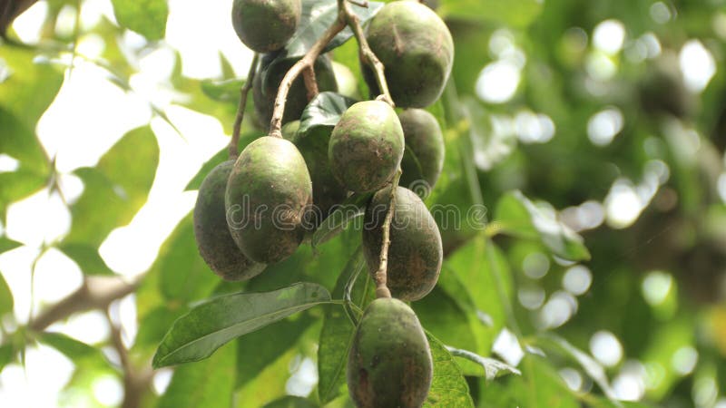 Kedondong Fruit on the Tree. Fruiting Kedondong Tree Seeds. Ambarella ...