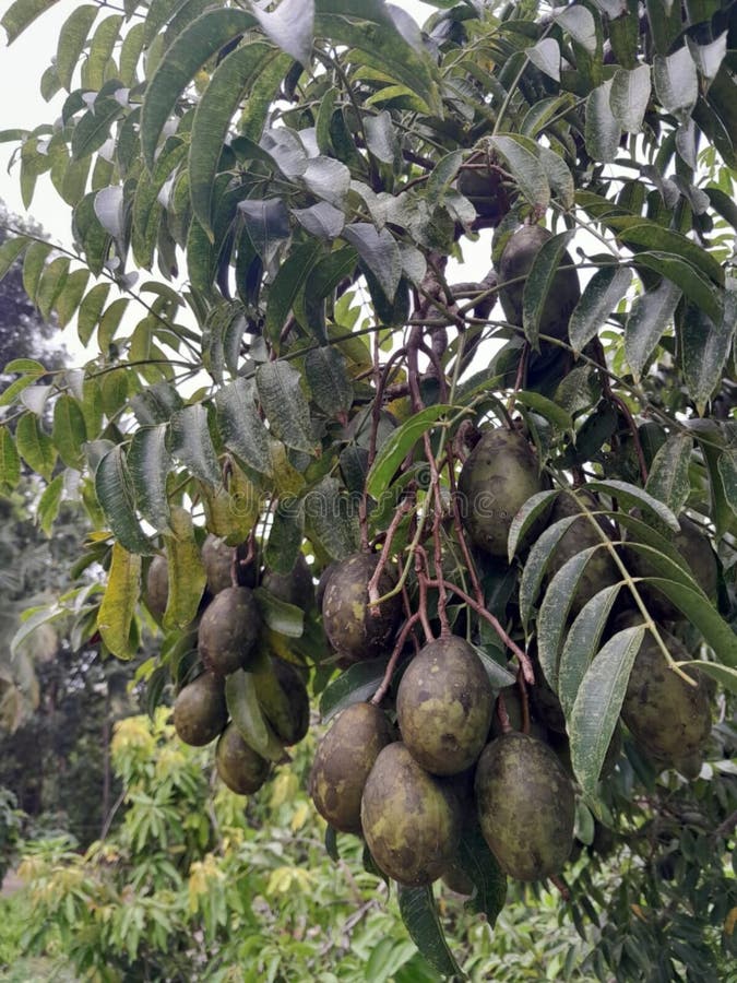 Kedondong Fruit Tree is Bearing Fruit Stock Photo - Image of frangipani ...