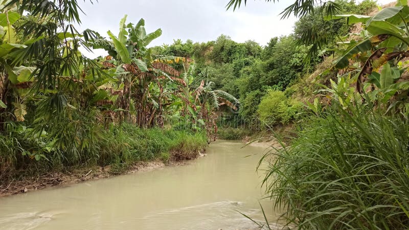 Lantung Stock Photos - Free & Royalty-Free Stock Photos from Dreamstime