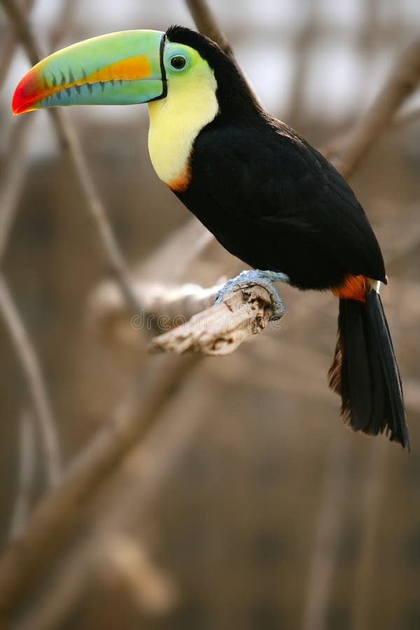 Toucan Bird Colorful in Green Background Stock Image - Image of nature ...