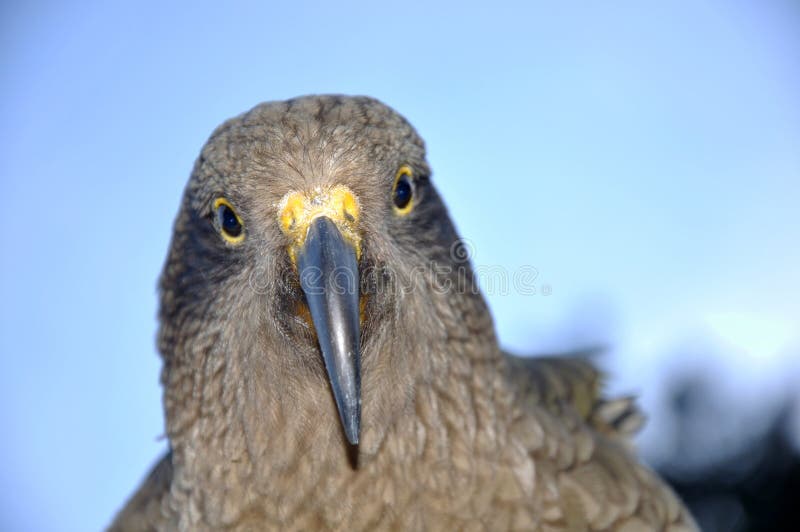 Keee-aaaa! stock image. Image of birds, alpine, westland - 22461471