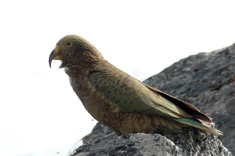 ¡Keee-aaaa! imagen de archivo. Imagen de nuevo, cubo - 40191763