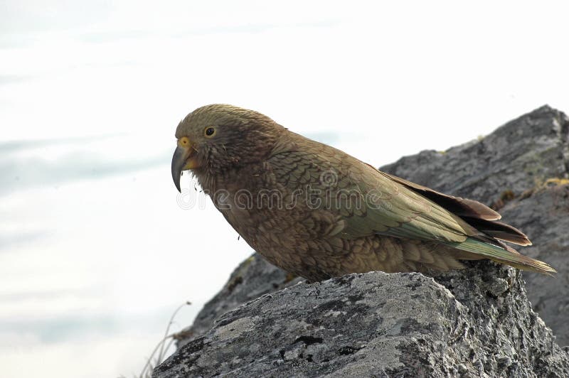 ¡Keee-aaaa! imagen de archivo. Imagen de nuevo, cubo - 40191763